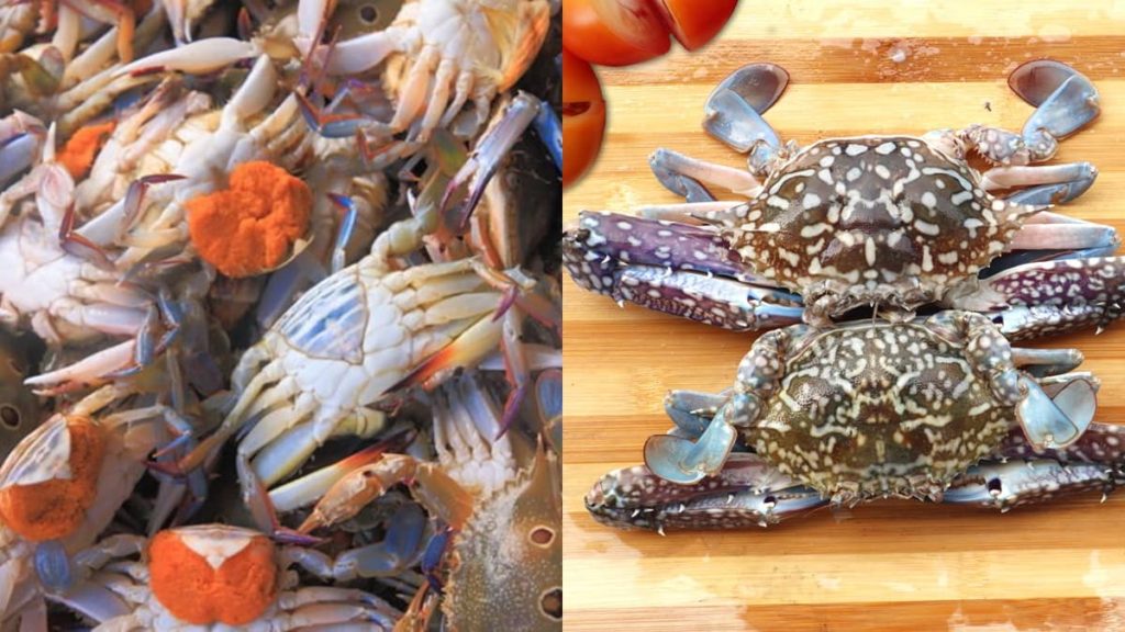 3 Tips Mudah Pilih Ketam Segar & Manis Dekat Pasar - Sinaran Wanita