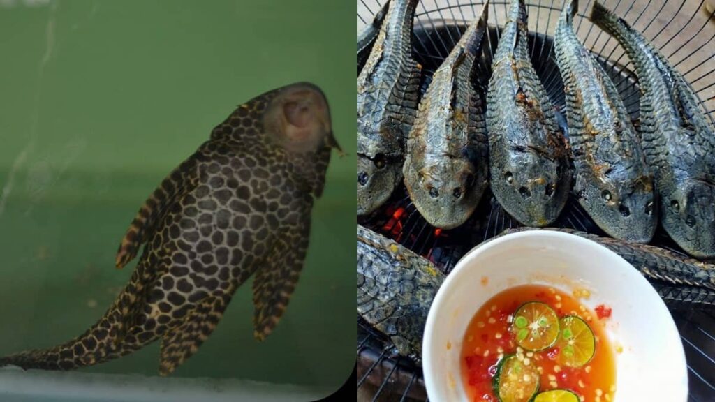 Ikan Bandaraya Cicah Air Asam, Menu Paling Viral Dekat Vietnam ...